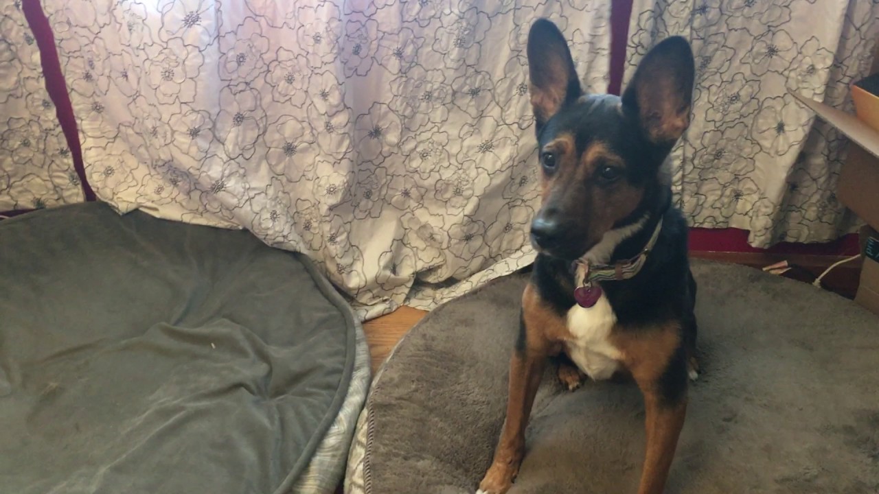 Zoe freaking out over Buckaroo's squeak toy - YouTube