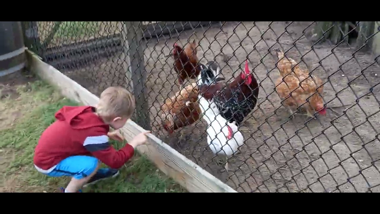 Beckham and the Chickens @ Shelly - YouTube
