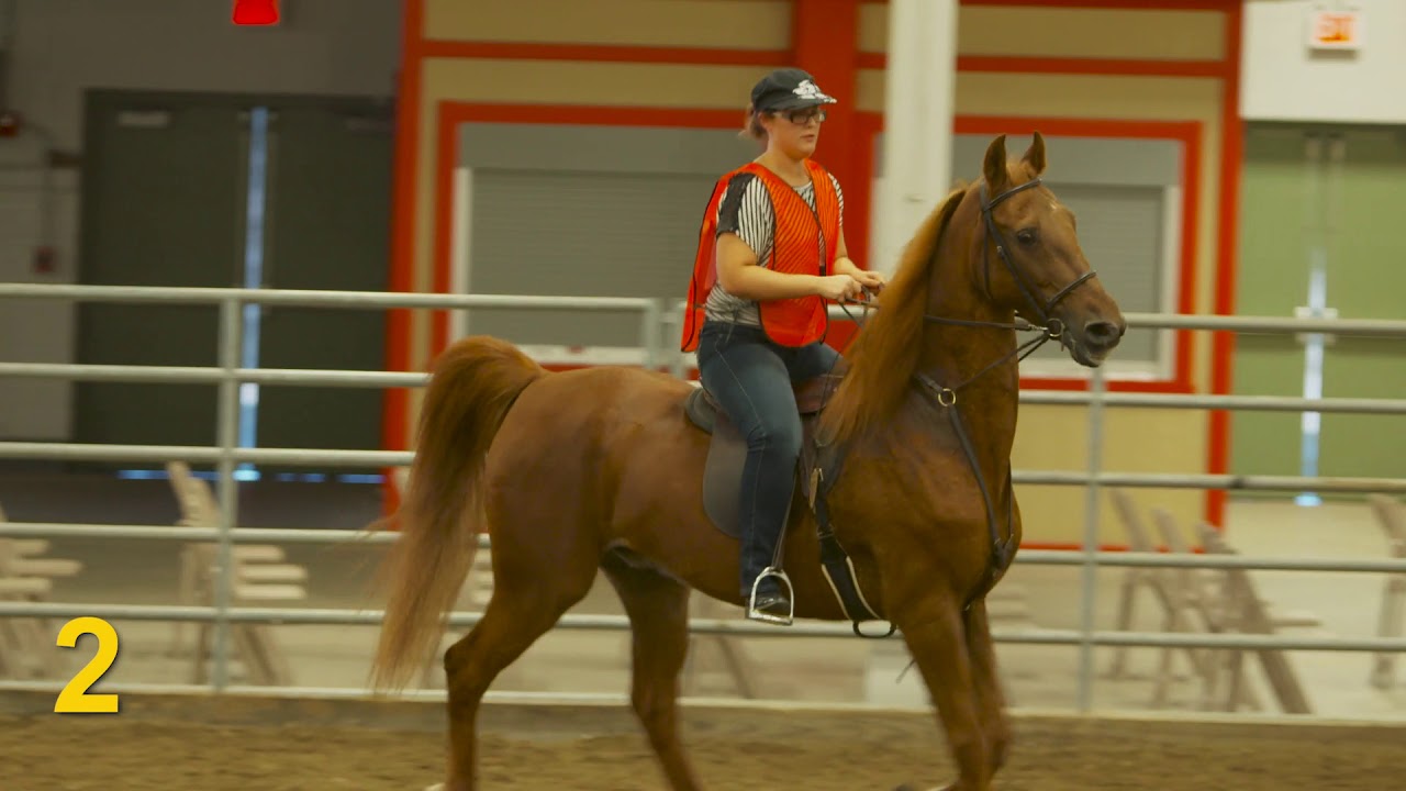 2018 National FFA Horse Eval CDE—Saddle Seat (Class 5) - YouTube