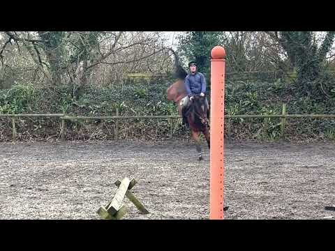 Bucking Horse!  Top level event horse returning to work after 18 months Box rest.