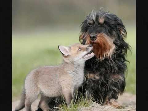 Unusual Animal Friends - YouTube