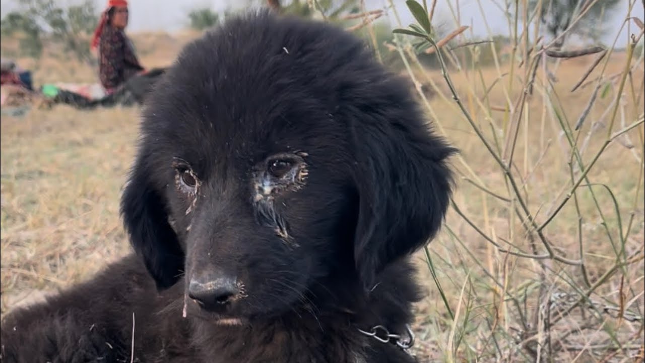 Bakarwal dogs and Goats to day visit kholti #bakarwal - YouTube