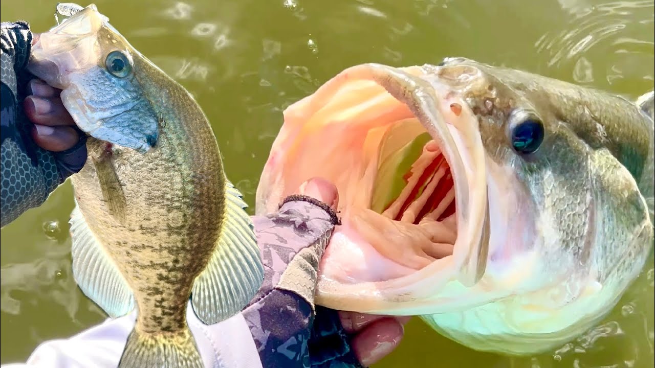 Big Crappie & Big Bass Are Roaming The Creeks | Fall Crappie Fishing In ...