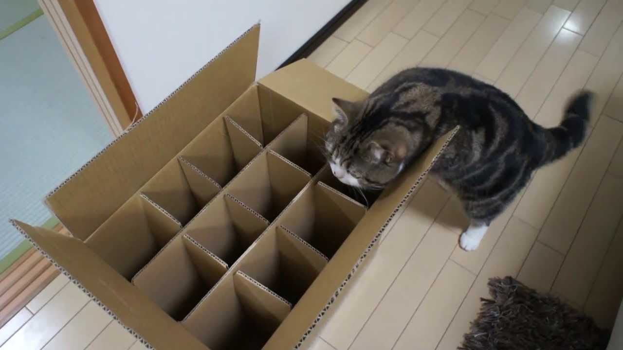 The box which Maru can't enter- - YouTube