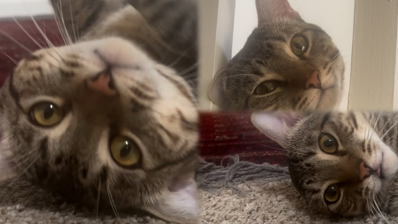 Tiniest Kitten with Loudest Meow Attack|This ACTUALLY scared me| - YouTube