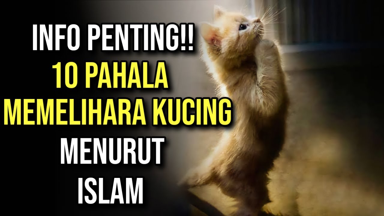 Inilah 10 Pahala Dan Manfaat Memelihara Kucing Menurut Islam - YouTube