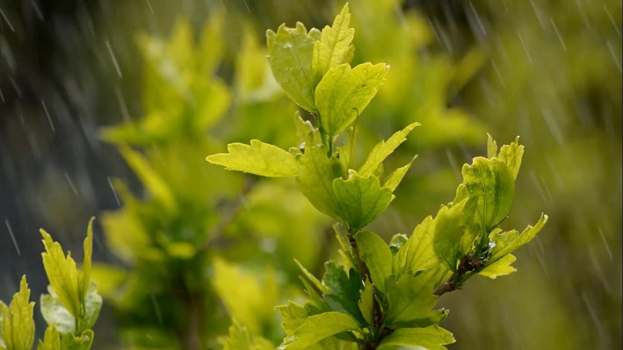 5 Hours of the Best Rainforest Sounds | Rain Sounds and Birds Singing ...