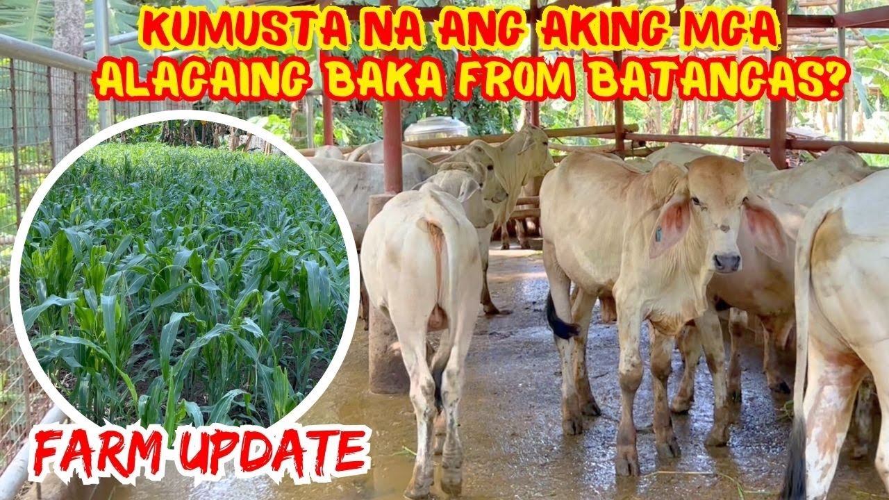 KUMUSTA NA ANG AKING MGA ALAGAING BAKA FROM BATANGAS? | CATTLE FOR SALE ...