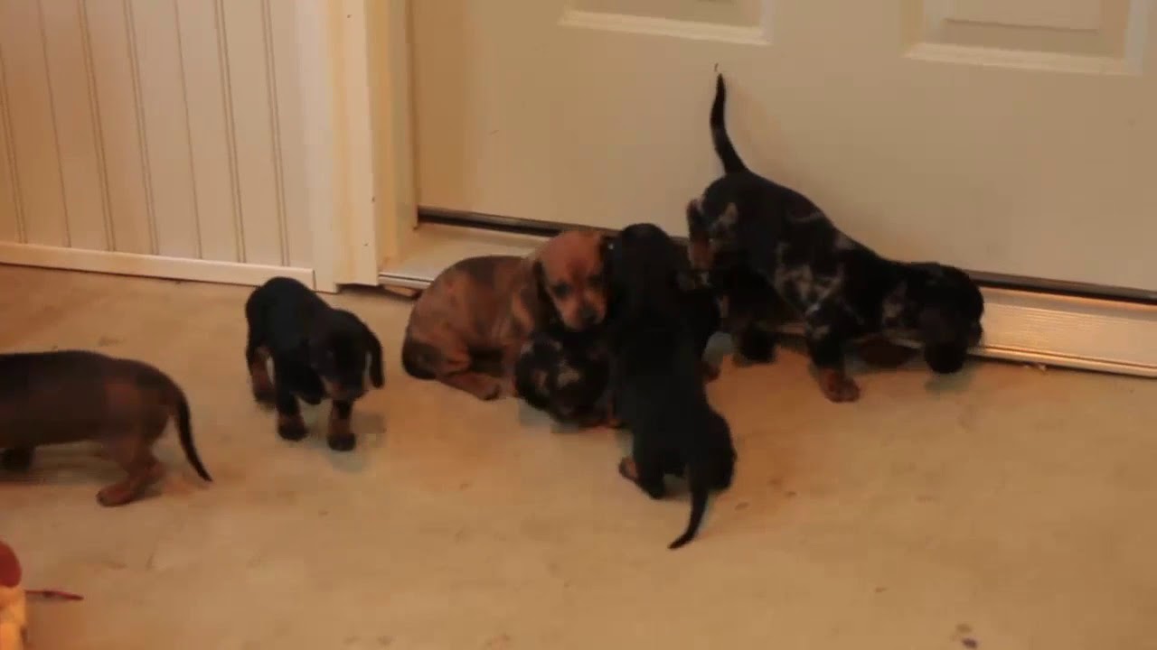 Dachshund Puppies For Sale - YouTube