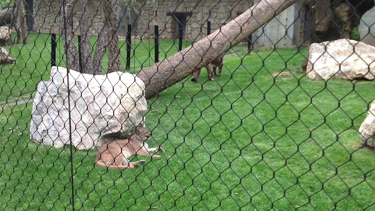Parco delle Cornelle (zoo) - YouTube