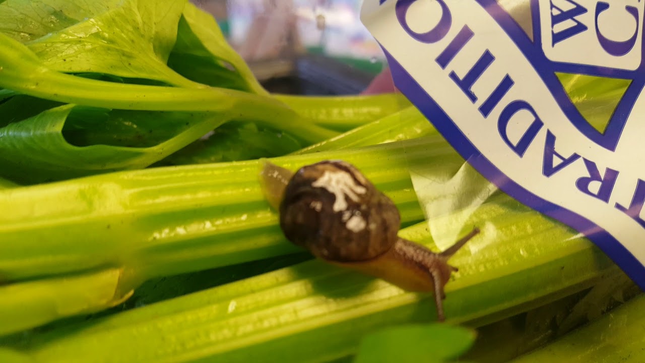 Snail without a shell - YouTube