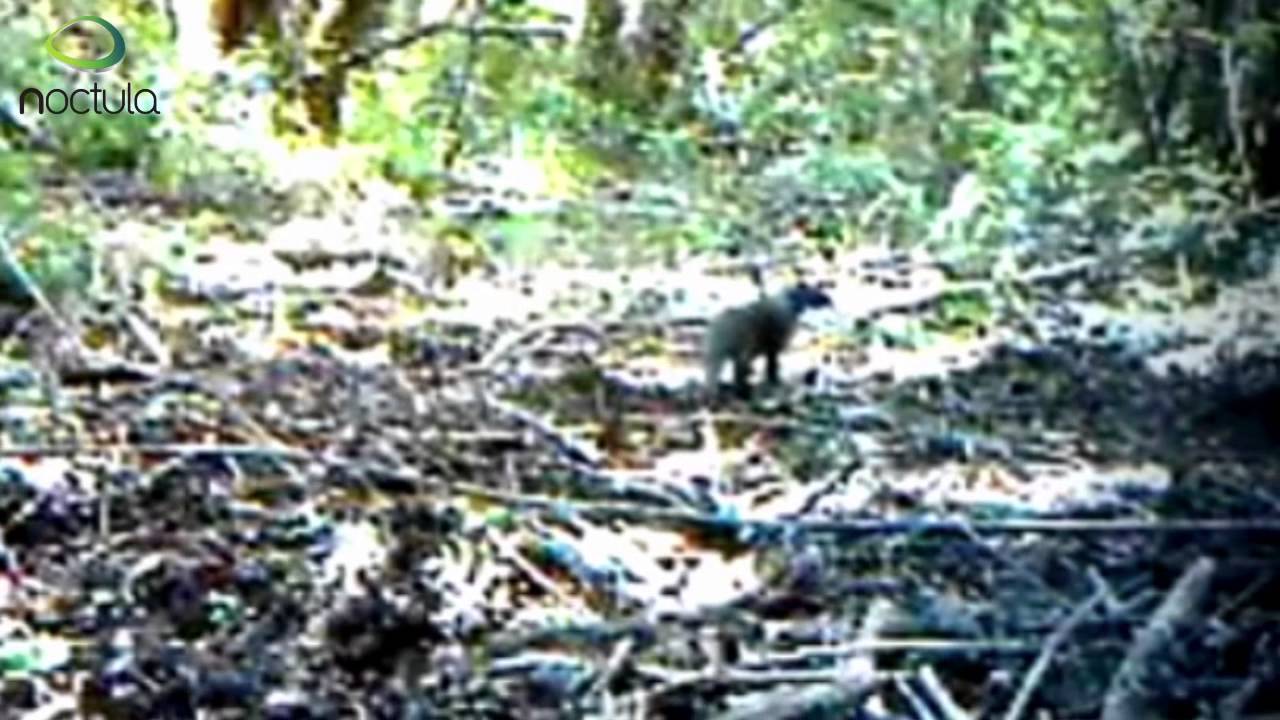 Família de Saca-rabos registada em momento raro (curta) - NOCTULA - YouTube