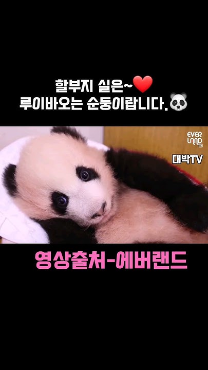 할부지 실은~ ️루이바오는 순둥이랍니다🐼 Shorts Everland Panda 판다 강바오 후이바오 푸바오 Fubao 에버랜드 아기판다 Youtube