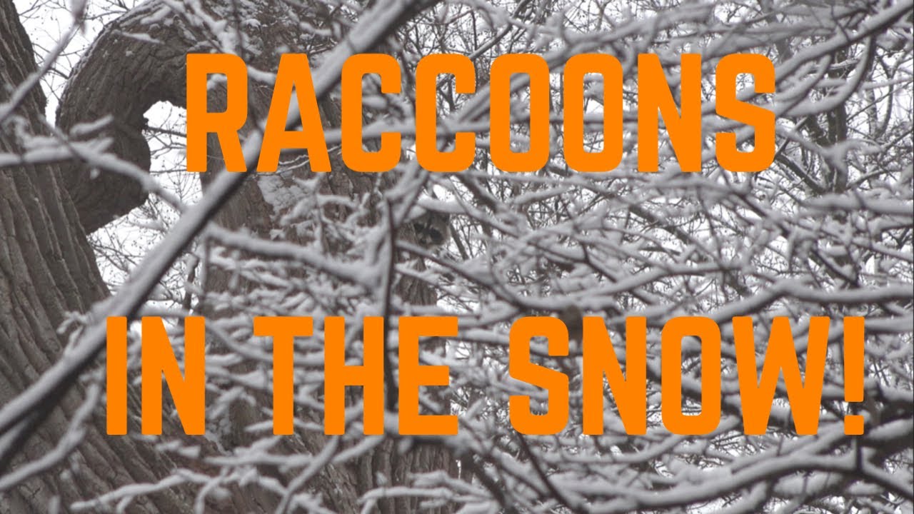 CALLING COONS IN THE SNOW! Nebraska Raccoon Hunting - YouTube