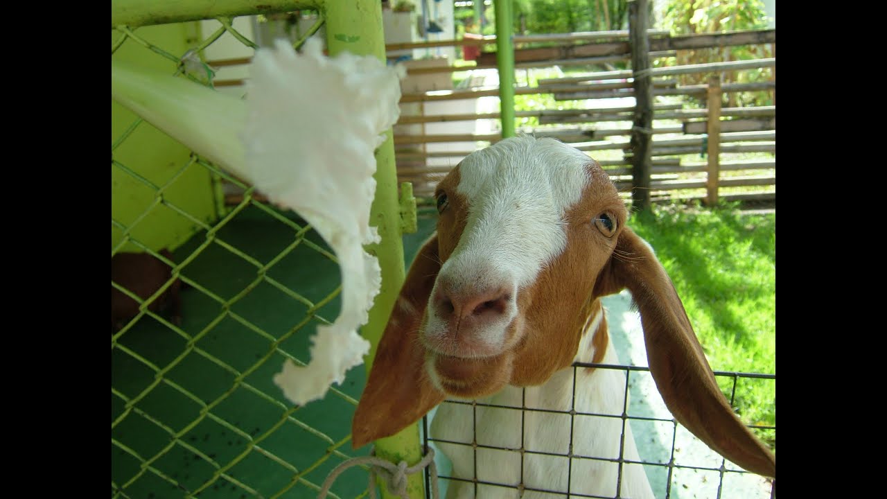 Cute Flower Eating Goat - YouTube