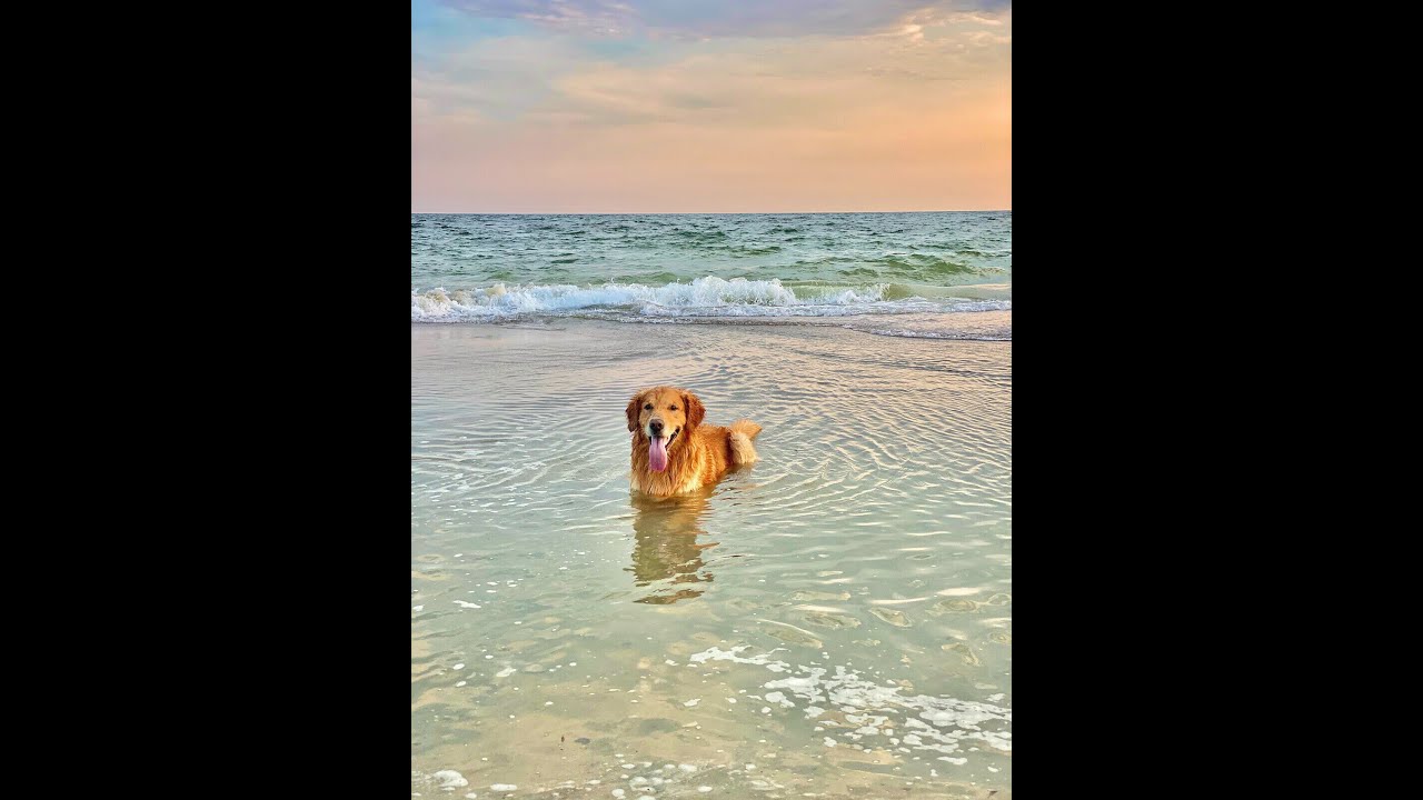 MI PERRO PANCHO - MY DOG PANCHO - YouTube