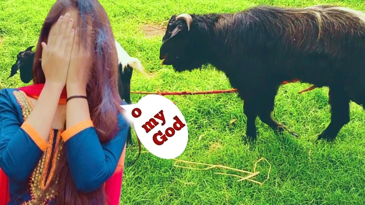 Bakra Palan denjar Video Jangali Janwar Discovery Riyal Time - YouTube