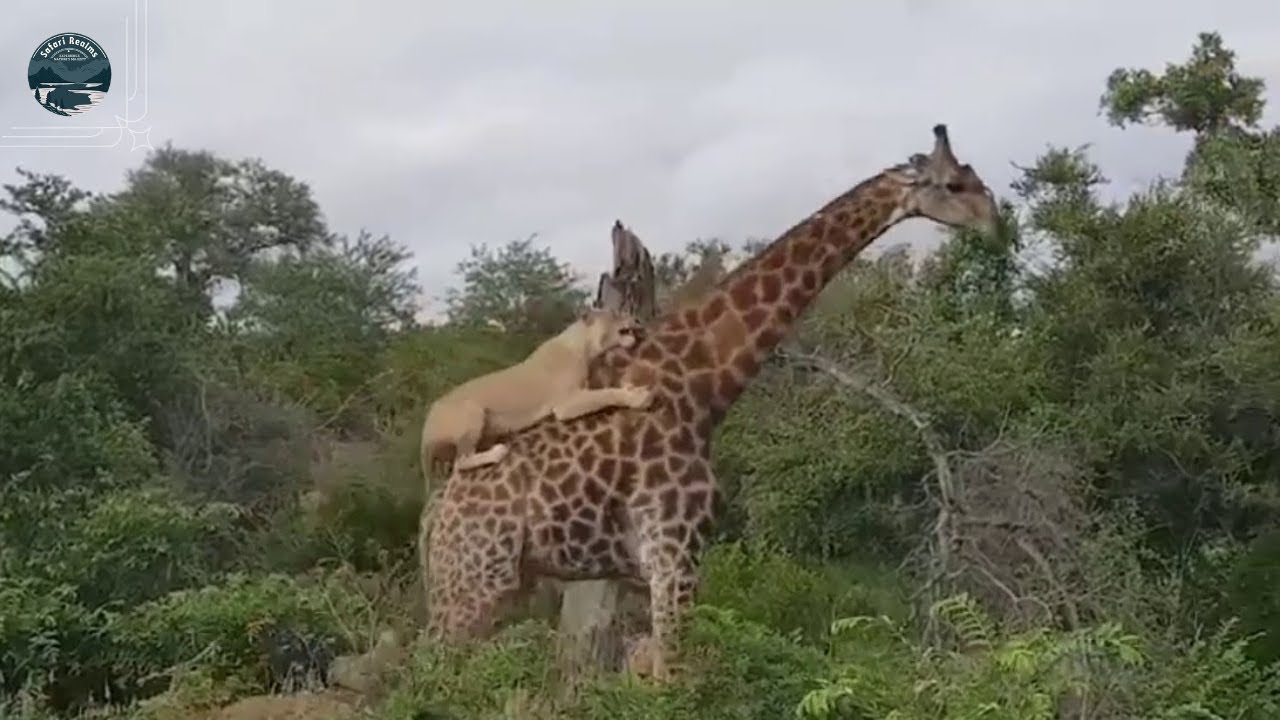 Lioness Attacks Giraffe | Wild Animal Attacks - no copyright footages - YouTube