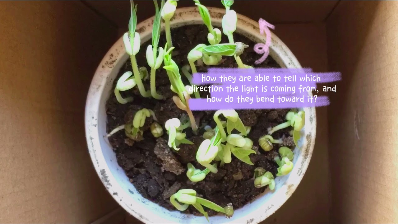 PHOTOTROPISM EXPERIMENT 🌱 - YouTube