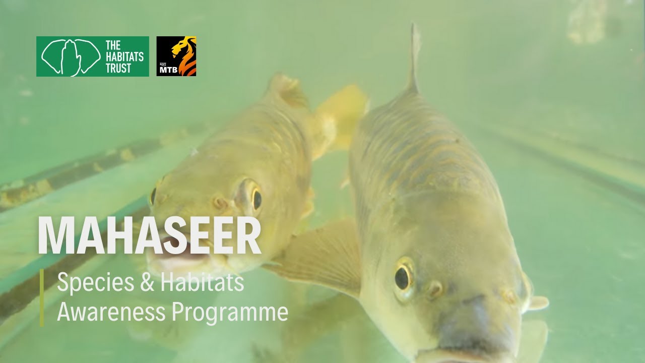 Mahaseer - Species & Habitats Awareness Programme | The Habitats Trust ...