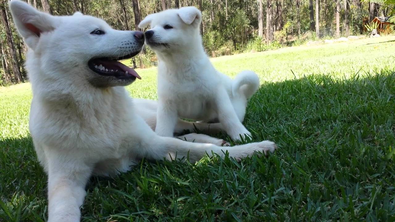 First white Japanese Akita pups born in Australia enjoying a play ...