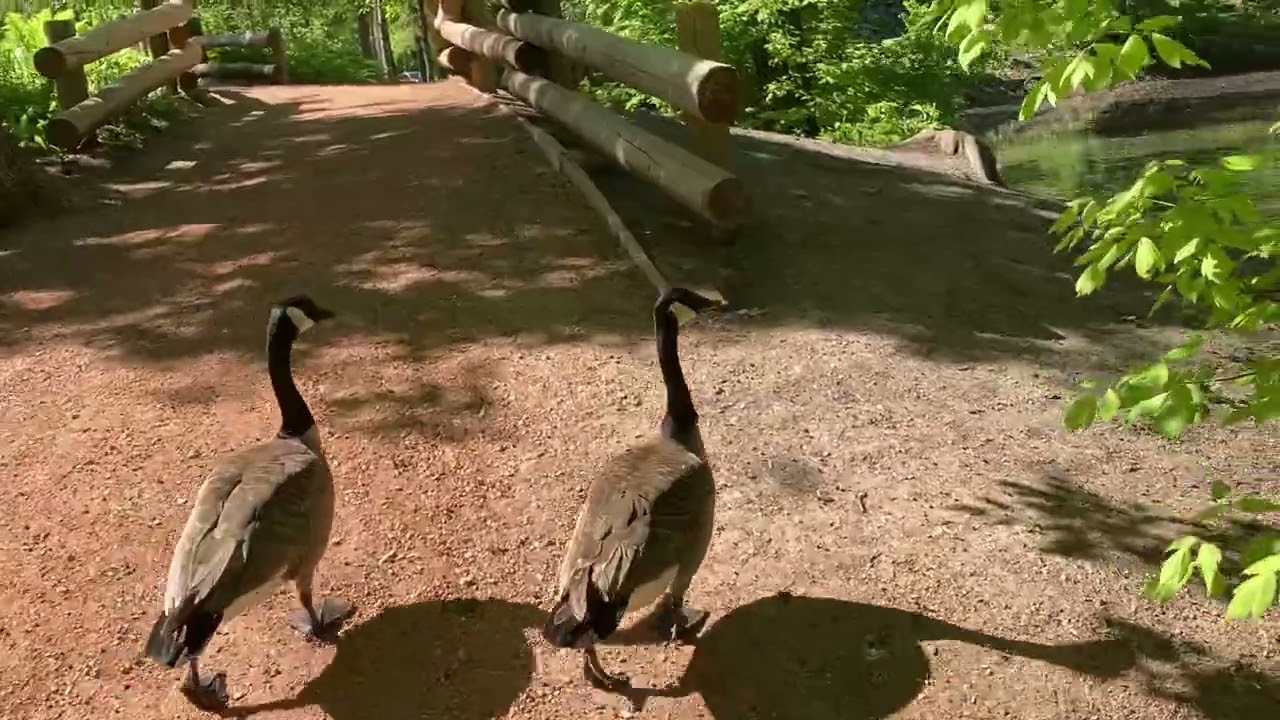 Geese path - YouTube