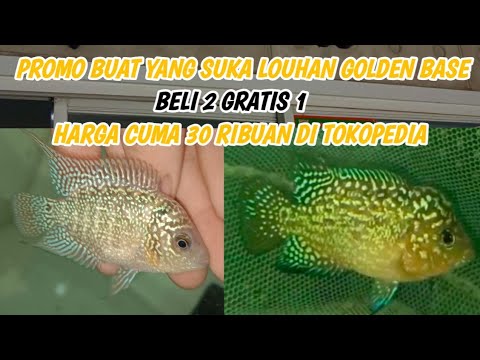LOUHAN GOLDEN BASE CENCU HARGA 30 RIBU ~ BELI 2 GRATIS 1 - YouTube