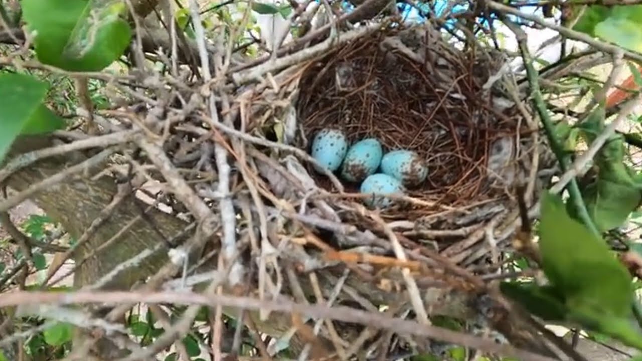 Mockingbird nest update 2 - YouTube
