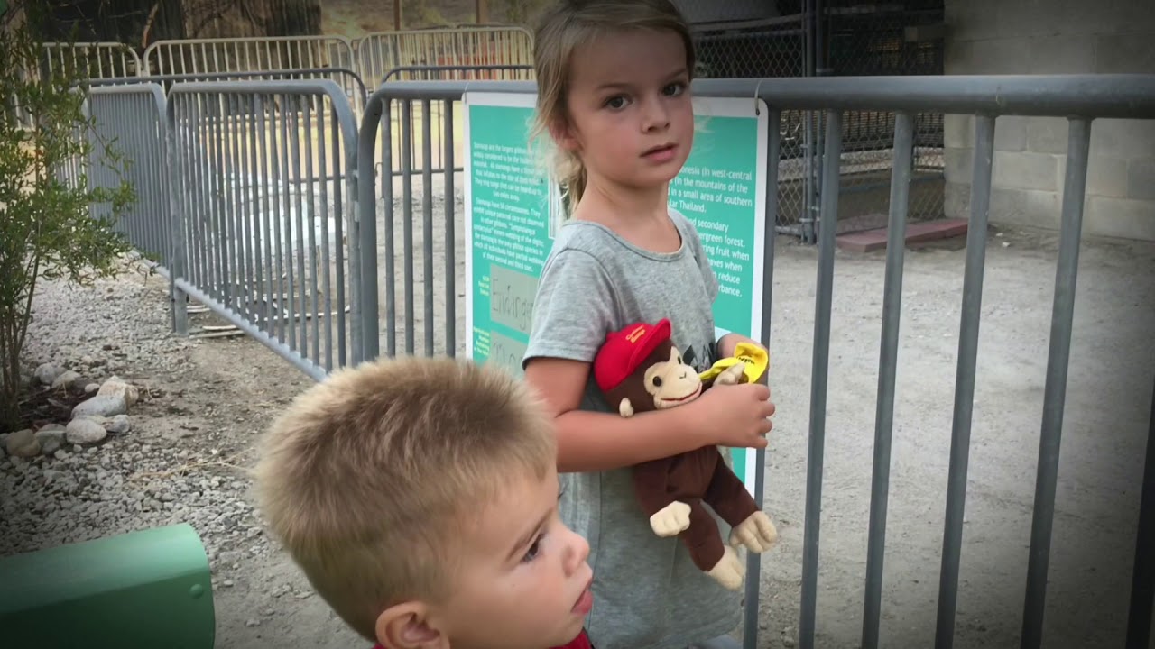 The Attack of the Gibbons - YouTube