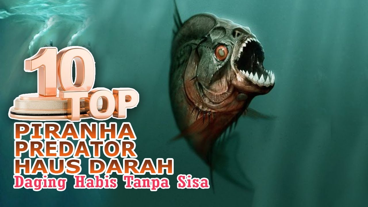 LUAR BIASA 10 TERGANASNYA PIRANHA DALAM HAL MEMANGSA MANUSIA - YouTube
