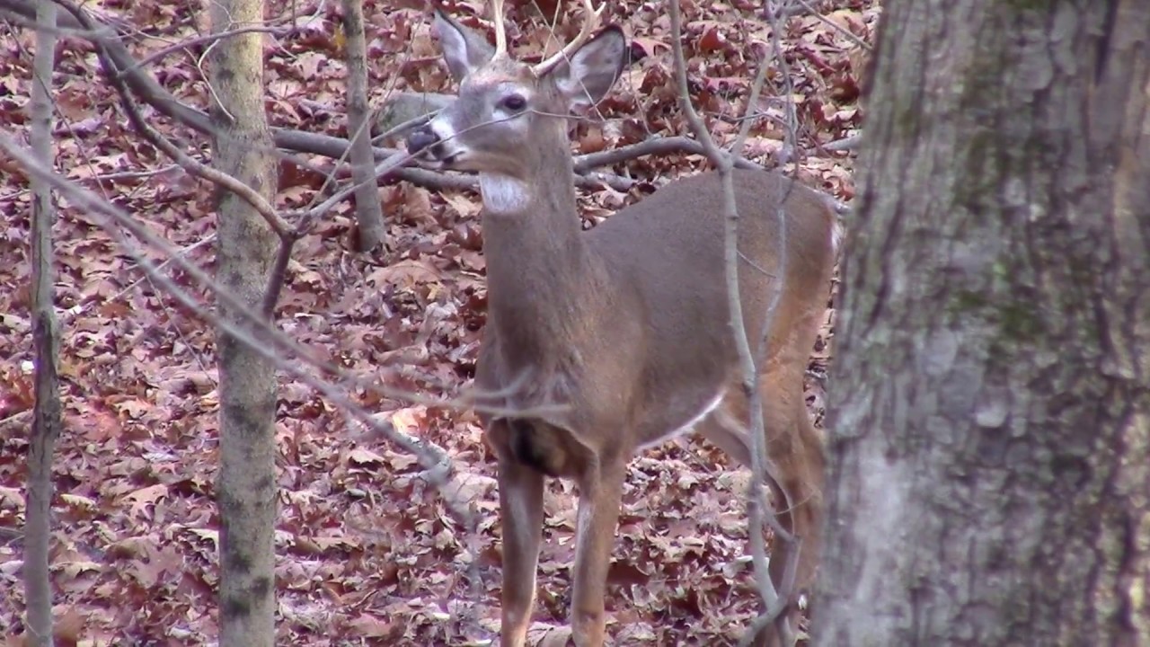 Small buck - YouTube