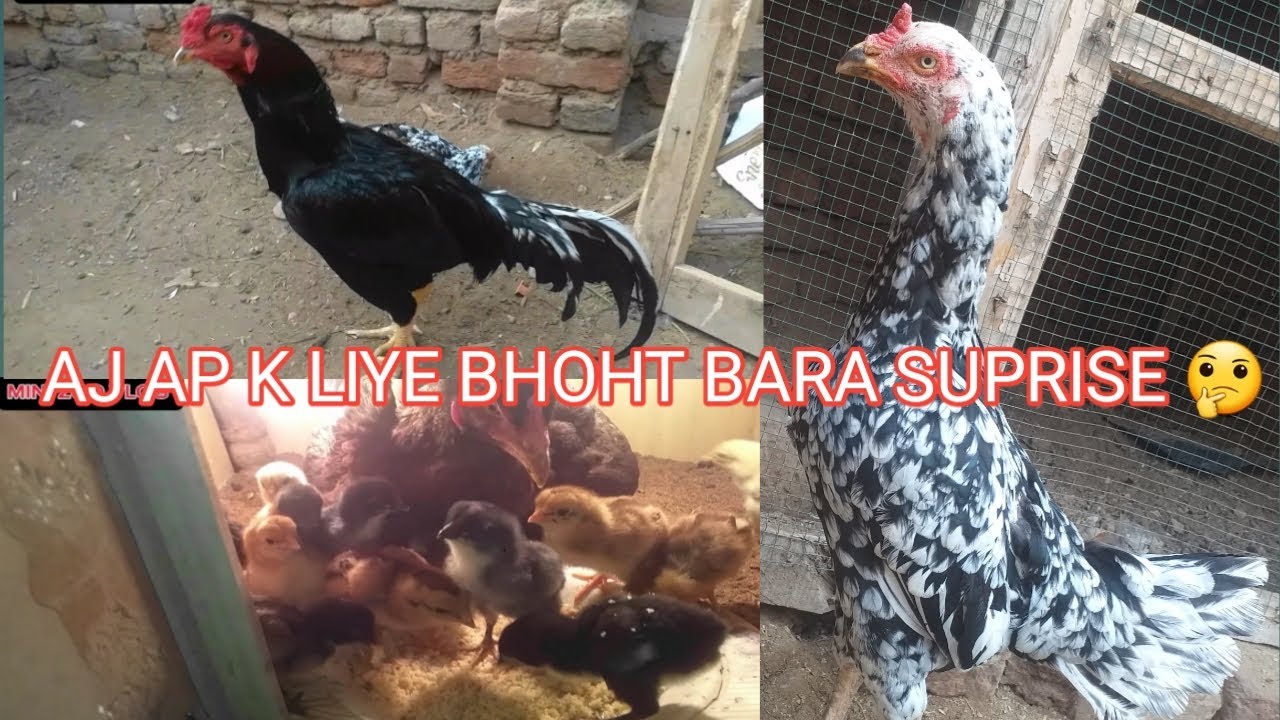 DOSTO AJ HAMARI CHEENI MURGI K OR QUEEN MURGI K BACHE BRUDDER M DAALE ...