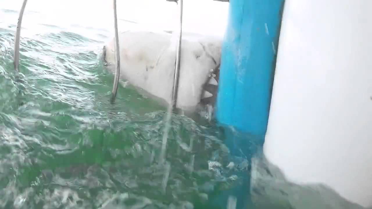 Great White Shark Attacks Diving Cage With Divers Inside! - YouTube