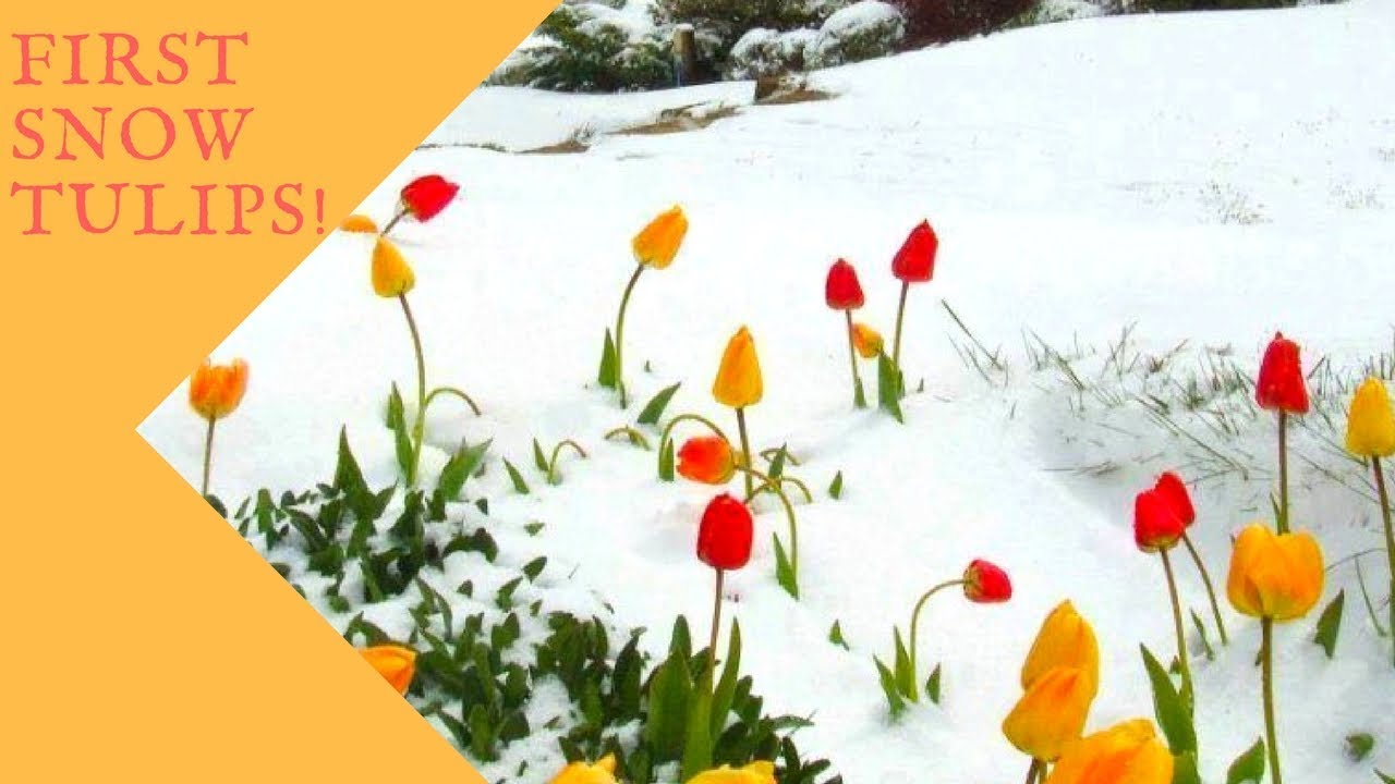 Loving First Snow Tulips | The First Snow. - YouTube