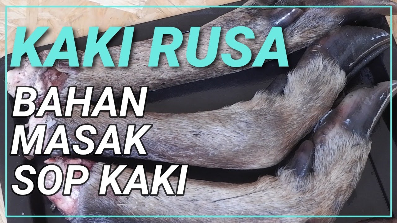KAKI RUSA UNTUK BAHAN MASAK SOP KAKI - YouTube