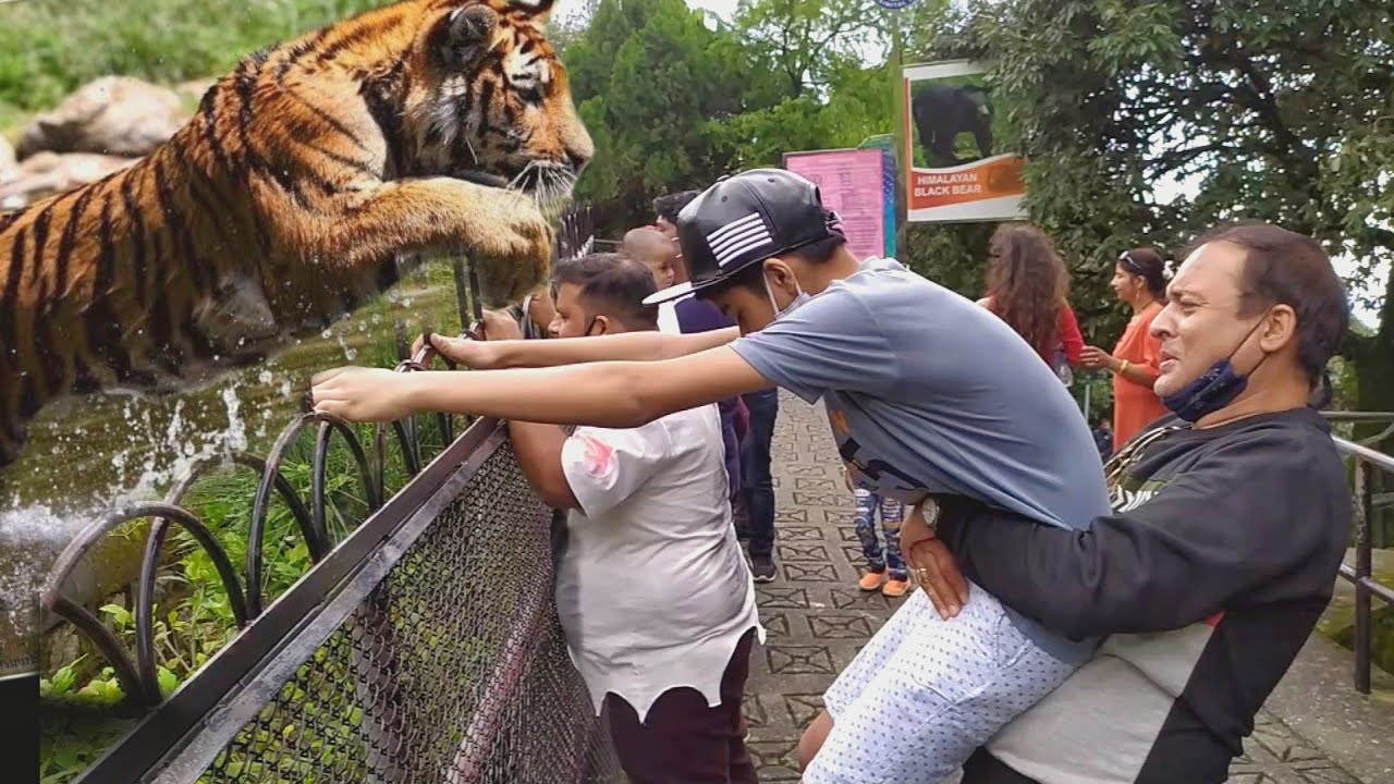 Tiger Attacked Om 😱 | LIVE TIGER ATTACK CAUGHT ON CAMERA - YouTube