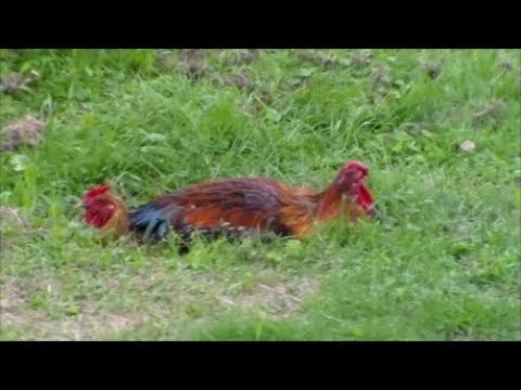 Two Headed Chicken ? - YouTube