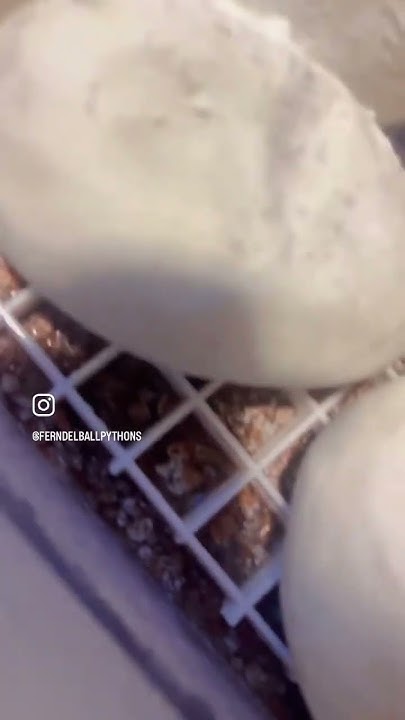 Baby ball python hatching! - YouTube