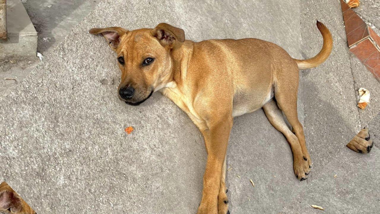 The poor dog was rescued and she is looking for a foster - YouTube