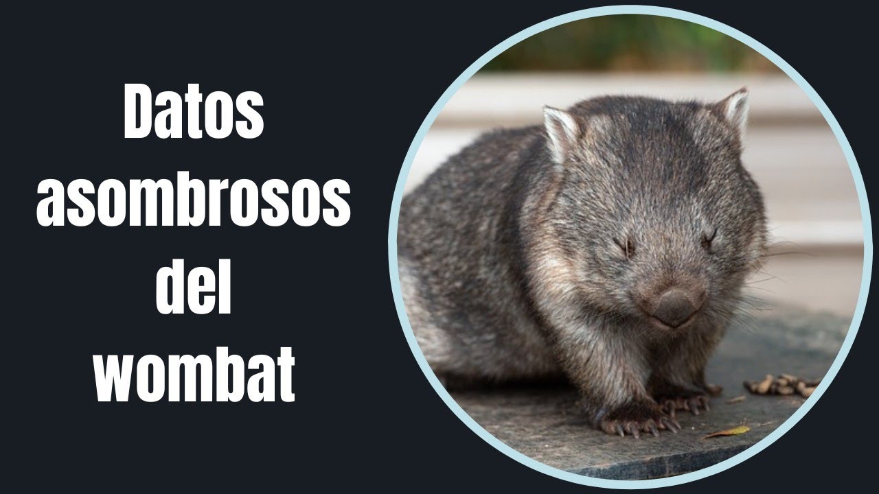 Datos asombrosos del Wombat - YouTube