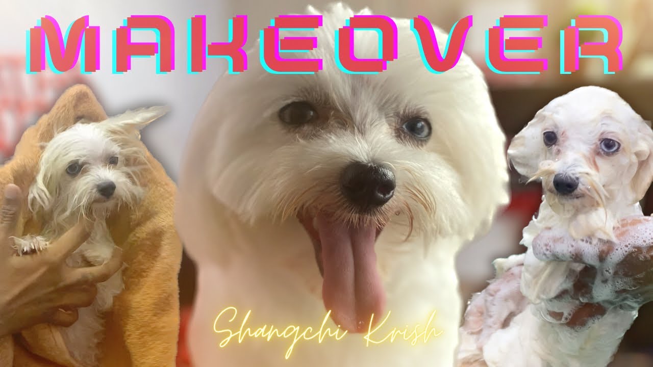 Puppy Makeover | Maltese Pup | Pet Grooming | pet SPA | ASMR | - YouTube
