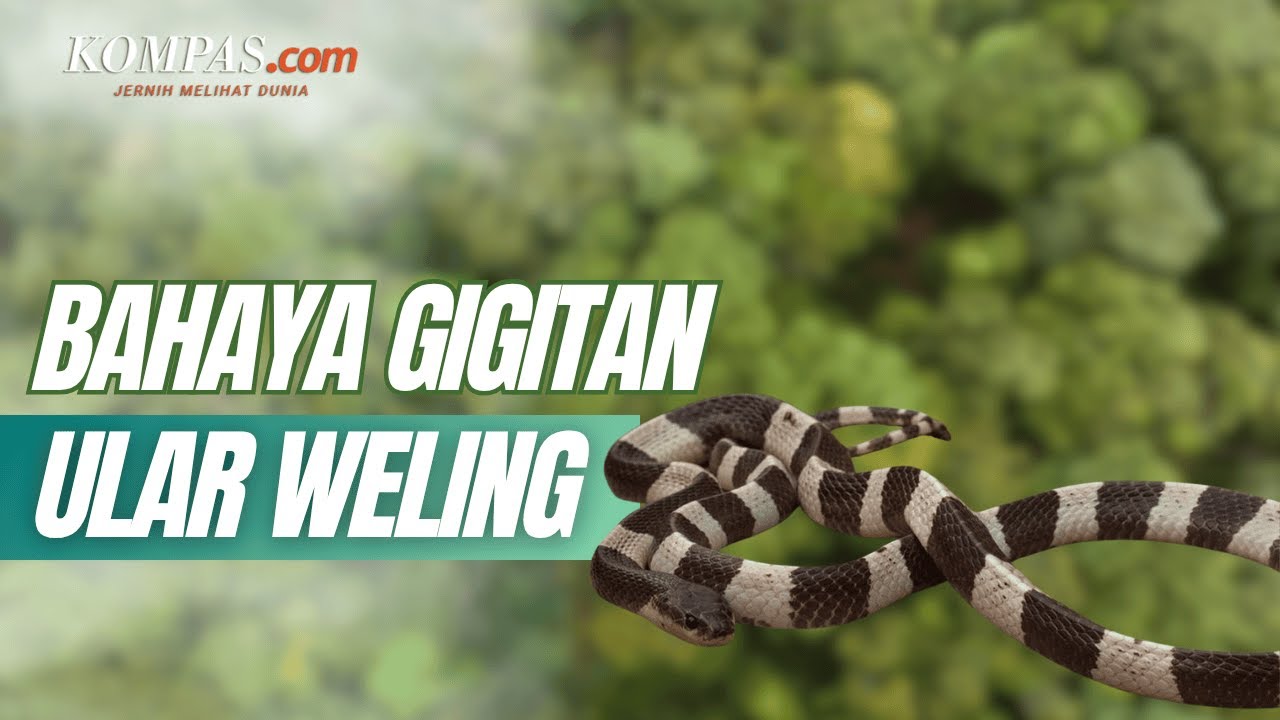 Fakta Ular Weling, Ciri-ciri, Habitat dan Bahayanya - YouTube