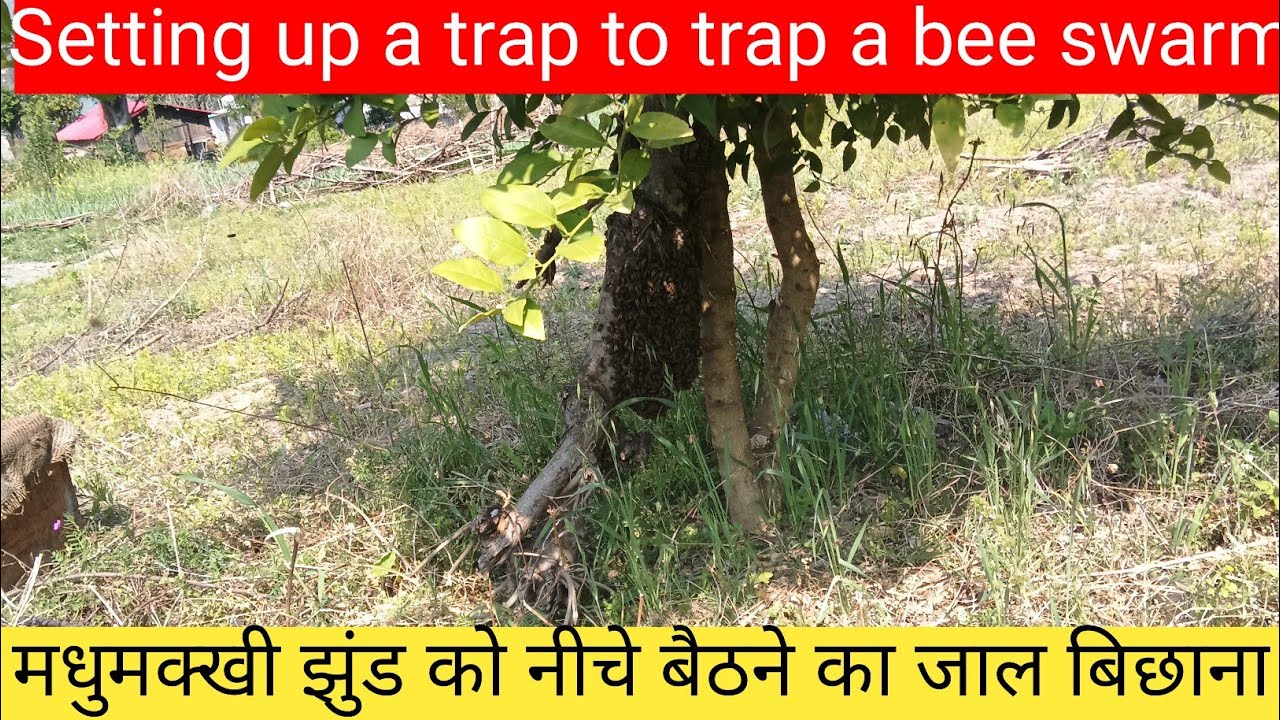 How to catch bee swarm easily in less time. - YouTube
