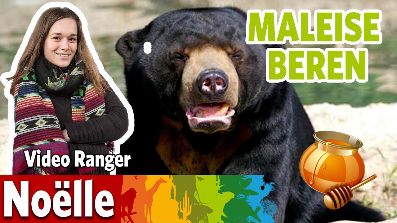Het favoriete maal van de Maleise beer - YouTube