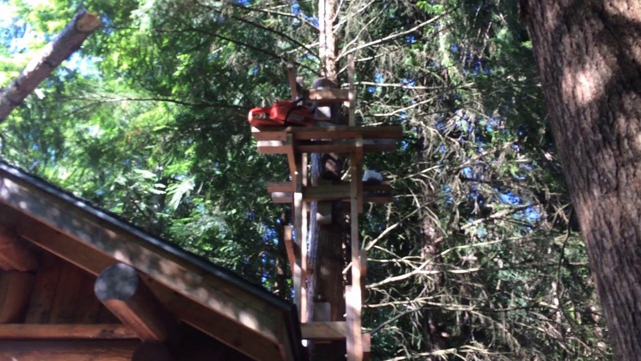 Removing a tree with a tree scaffold - YouTube