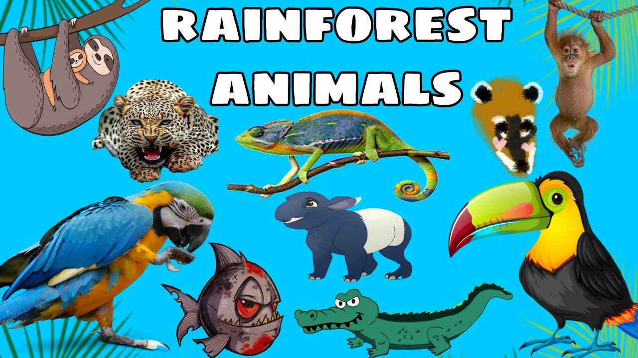 Rainforest Animals For Kids | Rainforest Wildlife Sounds and Jungle ...