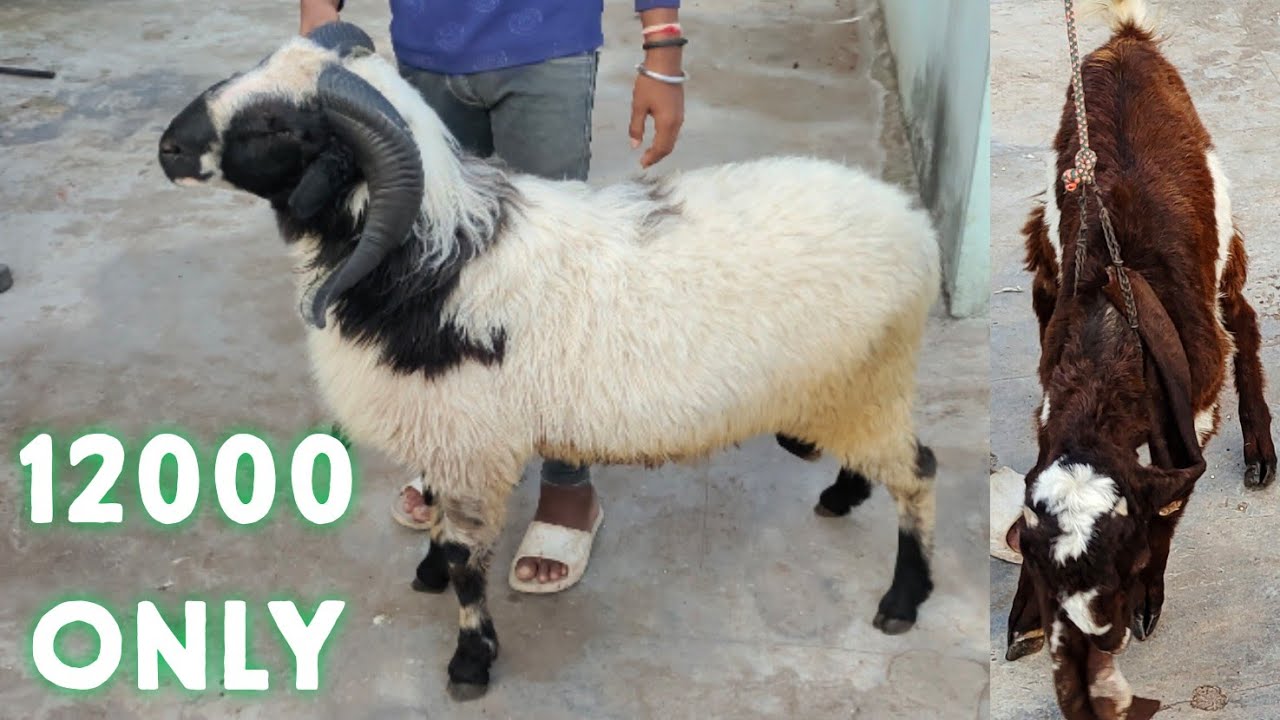 heavyweight vilayati sheep in old Malakpet | hyderabadi bakra in ...