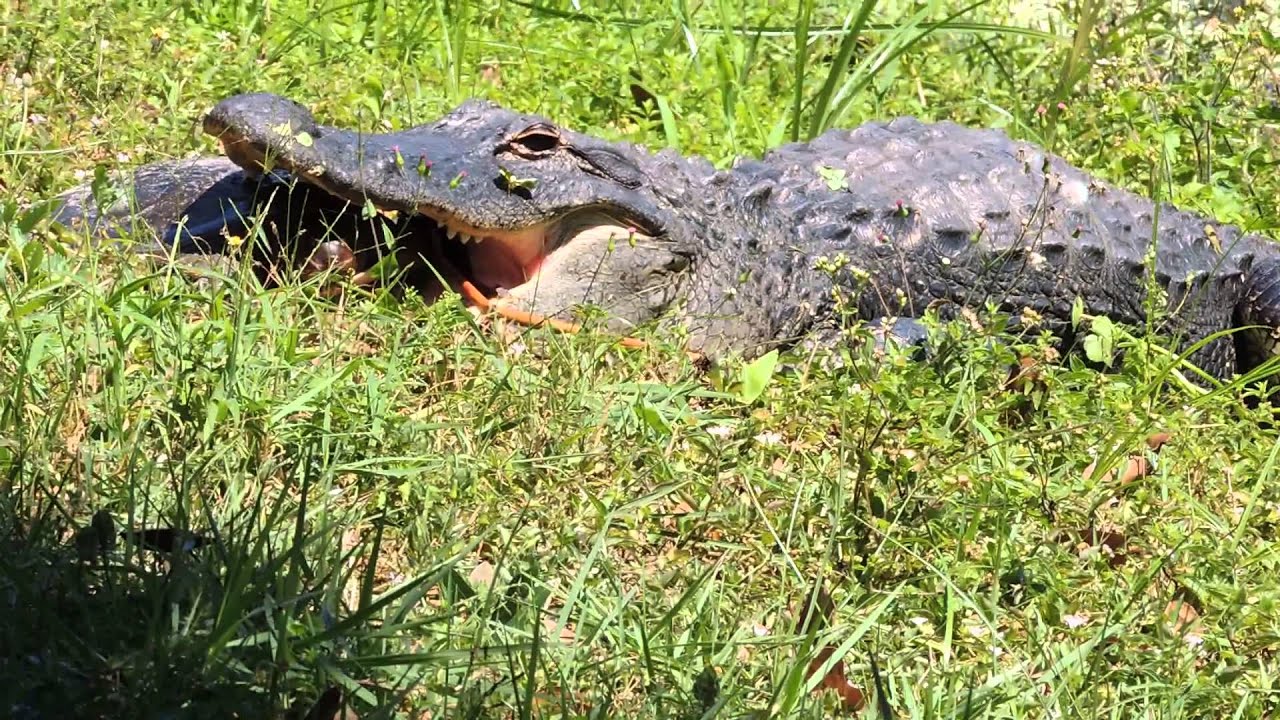 Gator Eating Turtle Video2 - YouTube