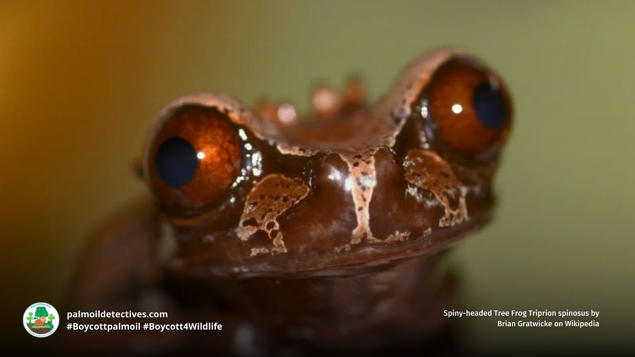 Spiny headed Tree Frog Triprion spinosus - South America - YouTube