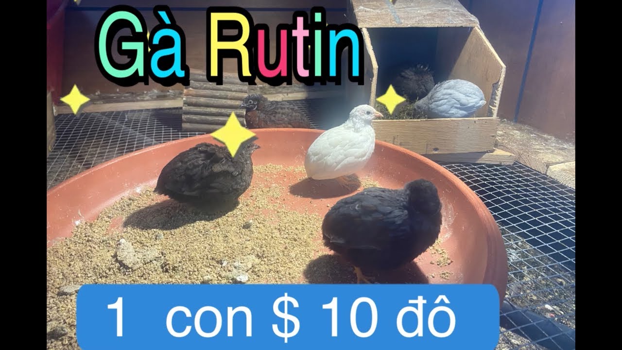 Rutin chicken eggs Subscribe 👈 - YouTube